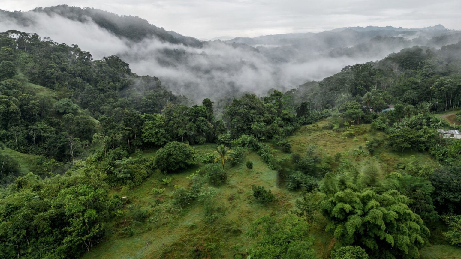 The Positive Impact of Trees on the Water Cycle. - Reforest Trees