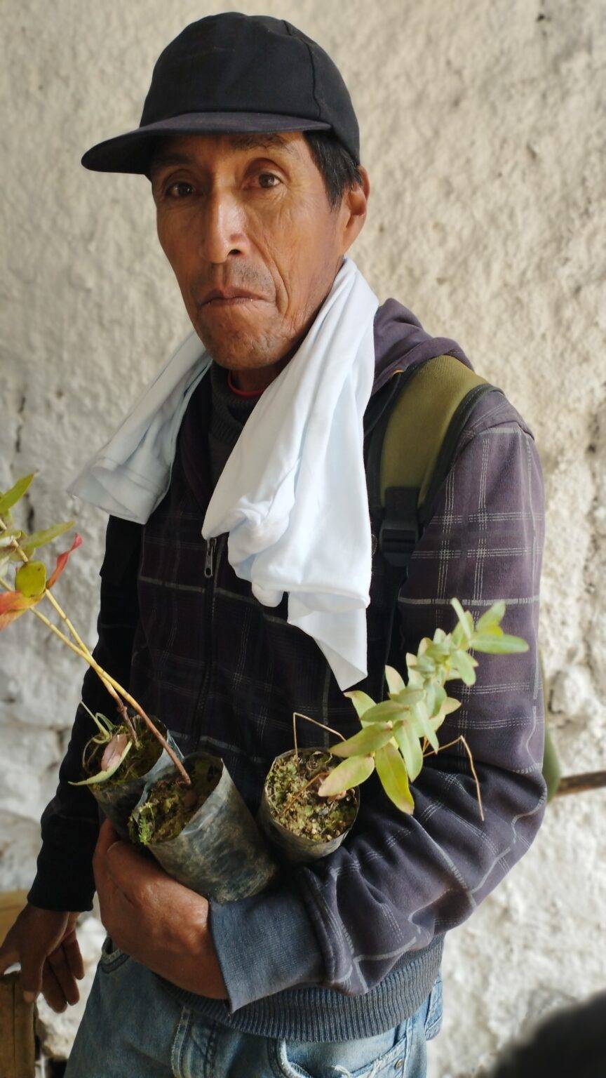 A forest that comes back to life - Reforest Trees